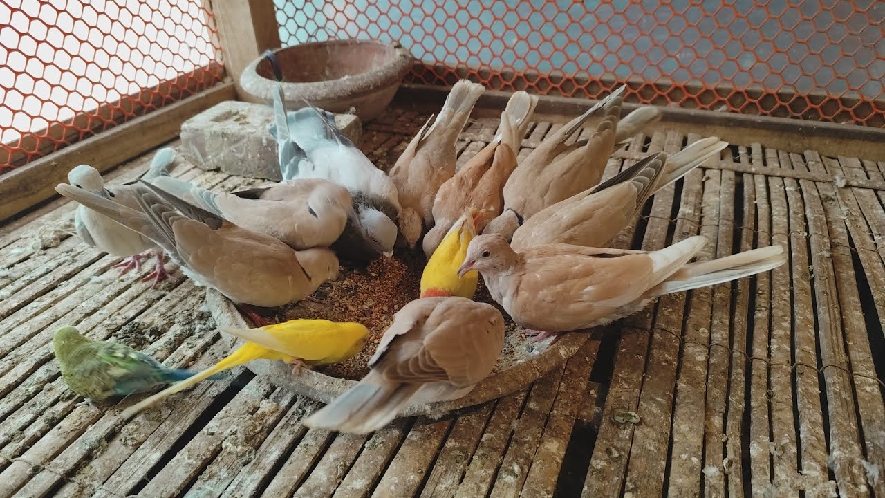 How to attract Dove and Love birds to your roof 🦜🦜🦜 - YouTube