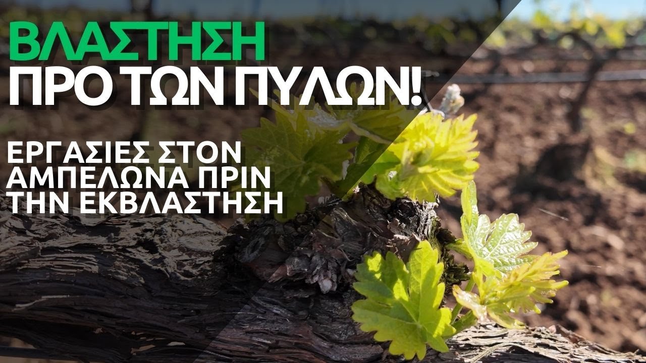 Η Άνοιξη Ξυπνά τα Αμπέλια: Τα Πρώτα Στάδια Εκβλάστησης και οι Βασικές ...