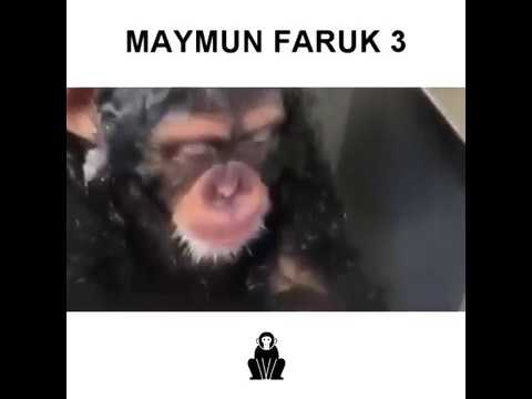 MAYMUN FARUK 3 | Furkan Emirce Dublajlari 2019 | Gülmekten Ağlatan En Komik Dublajlar