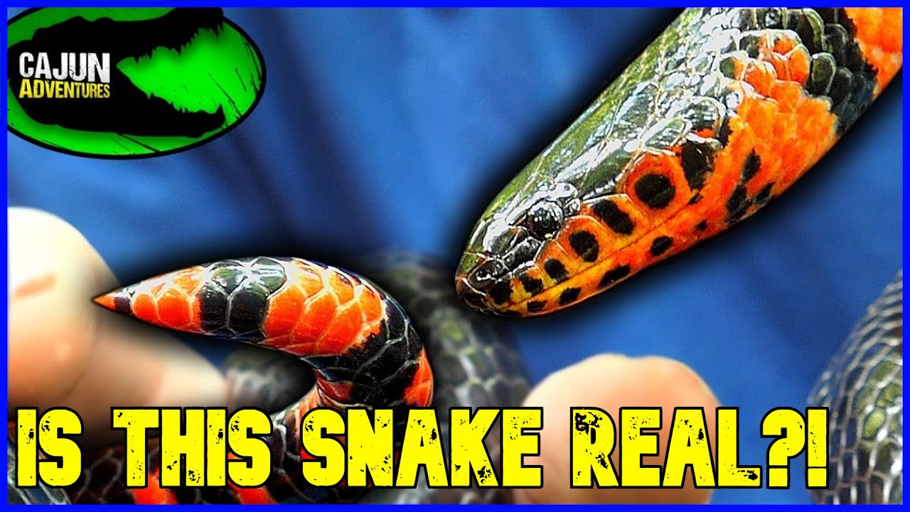 This Snake CAN STAB You! - The Mystery of the Hoop Snake - YouTube