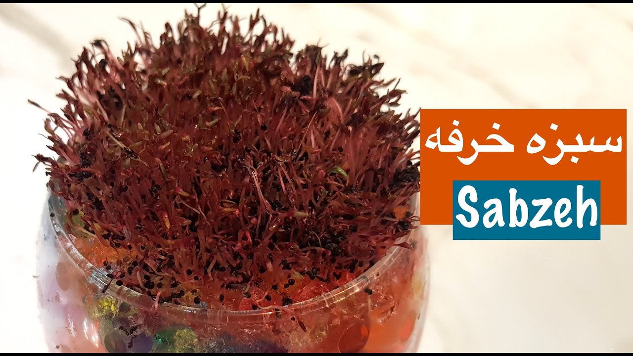 سبزه خرفه - زیباترین و سریع ترین سبزه - Sabze - YouTube