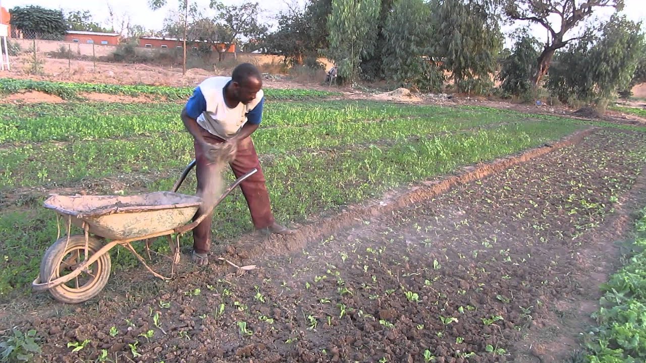Farmer applying manure on lettuce plot - YouTube