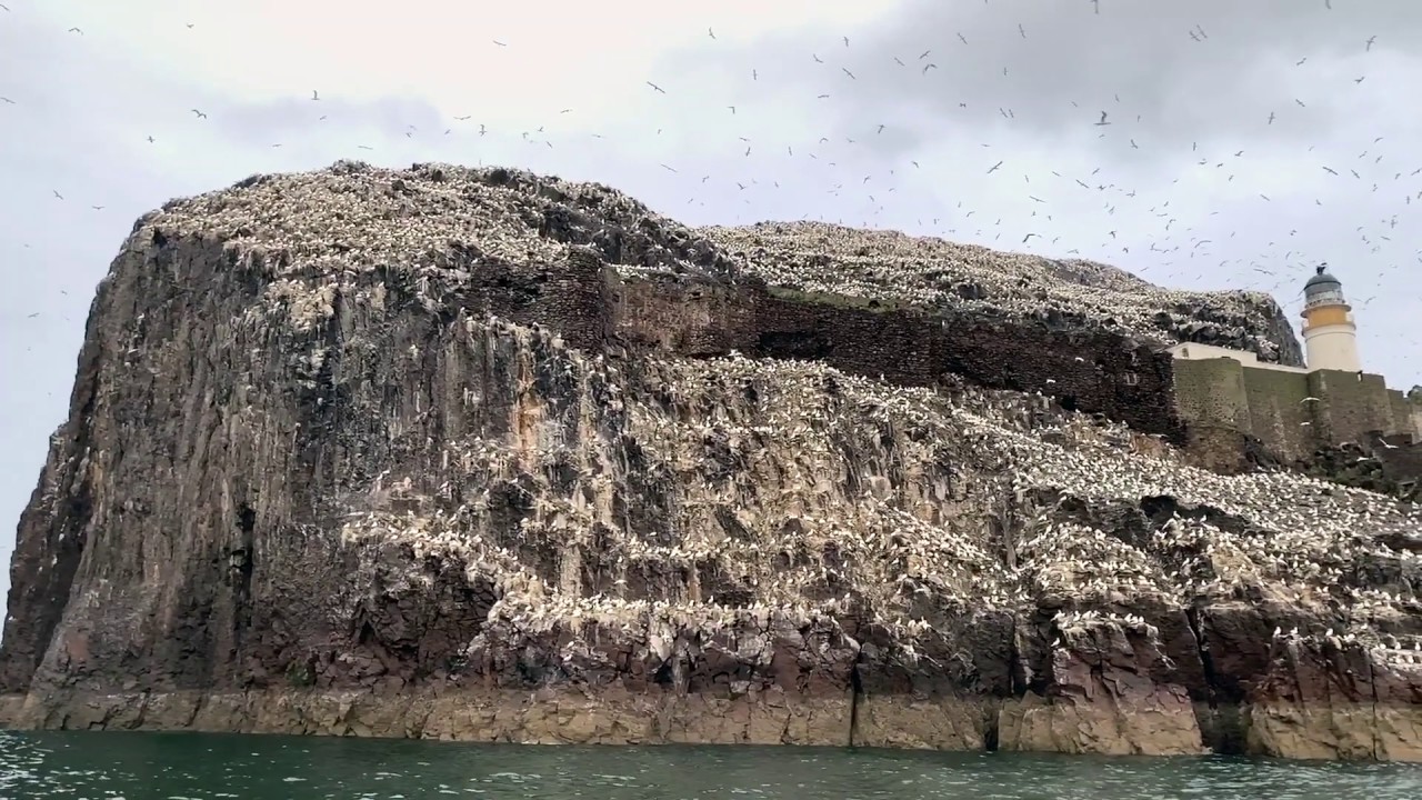 A day on Bass Rock - YouTube