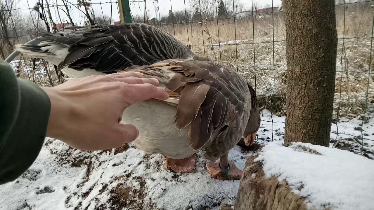 Tula kampfganse - gâște Tula, Tula geese - YouTube