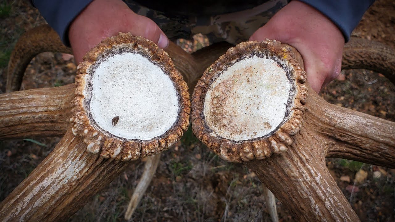 HEAVY ELK SET | BROWN ELK SHEDS | SHED HUNTING - YouTube