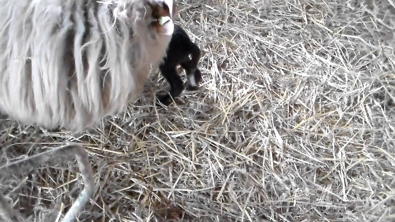 Geboorte schaap Kinderboerderij De Schouw Zutphen - YouTube