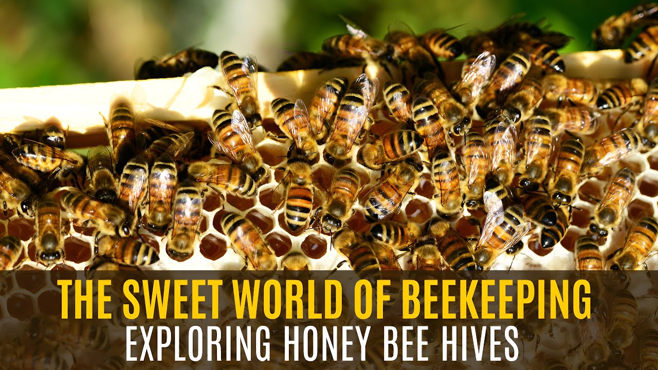 The Sweet World of Beekeeping | Exploring honey bees Hives - YouTube