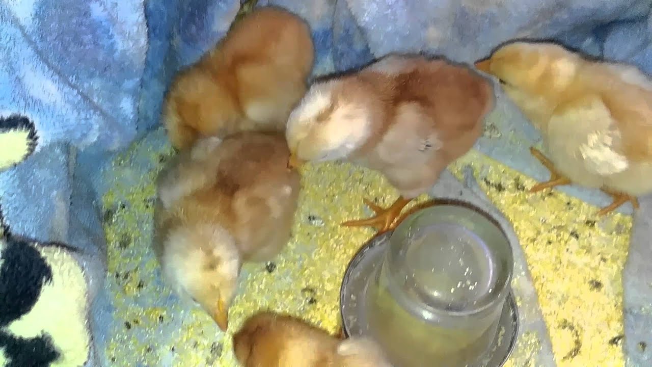 puisorii ... - YouTube