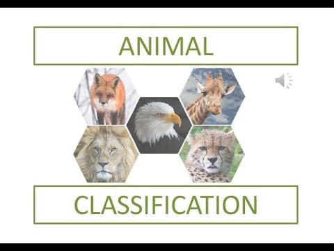 Animal Classification Demo lecture for std 10 SSC board - YouTube
