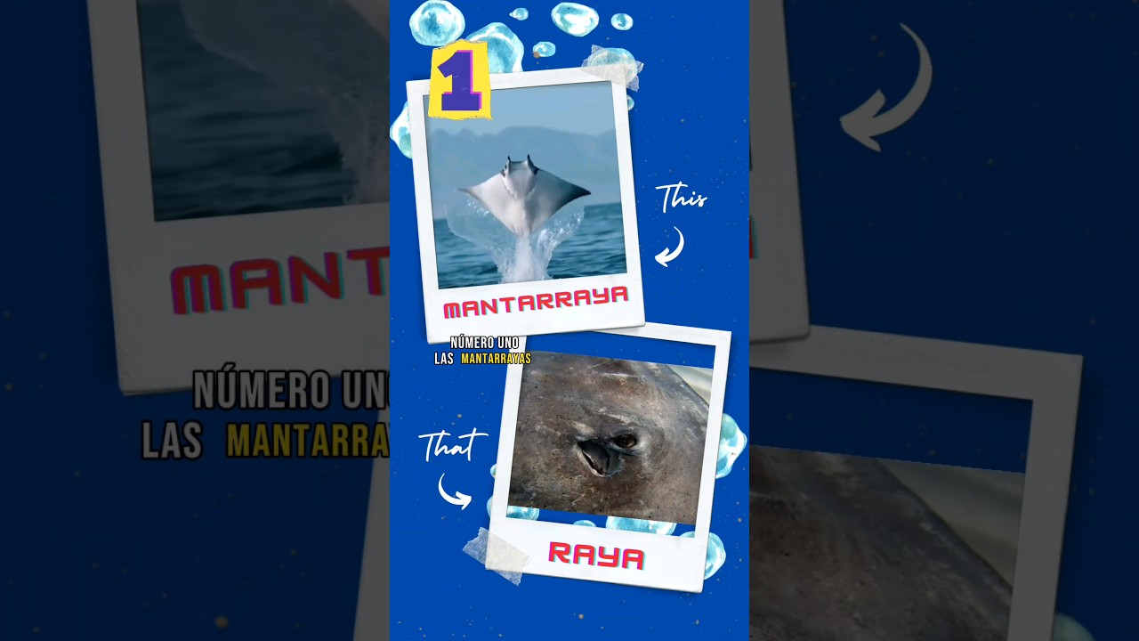 ⭐Diferencias entre mantarraya y raya⭐#mantarraya #mantarrayas # ...