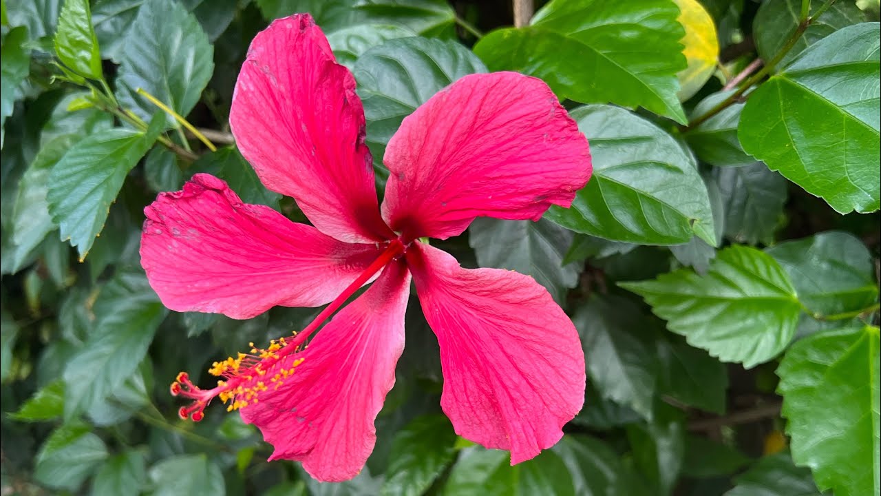 Harmony remake - YouTube