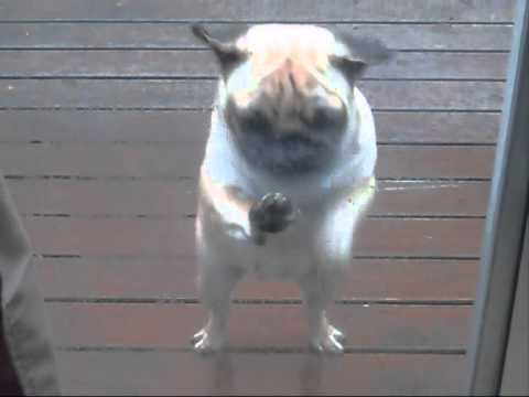 Funny Pug scratching glass door.wmv - YouTube