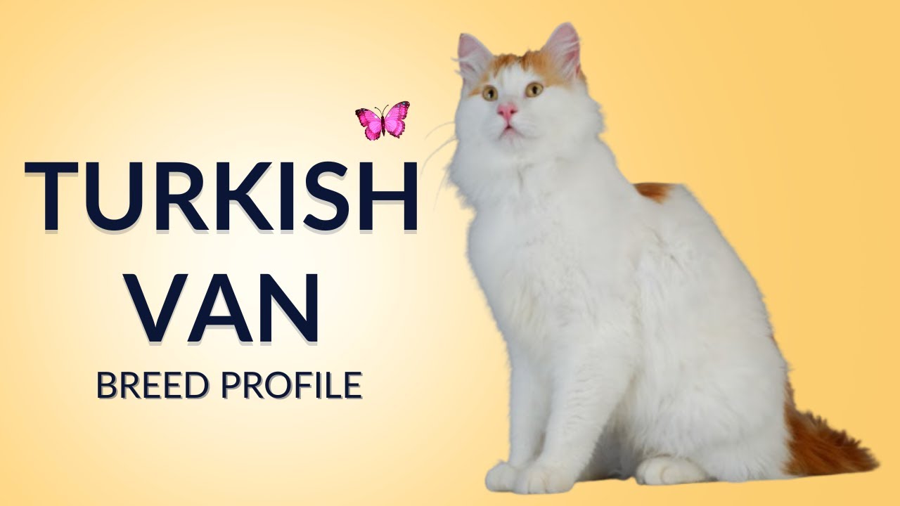 Turkish Van Cat Breed Profile History - Price - Traits - Grooming Needs ...