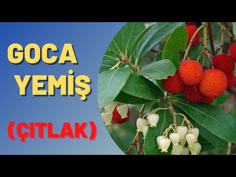 GOCA YEMİŞ çıtlak nasıl yetiştirilir. #gocayemiş #gocayemişfidanı #çıtlak #gocaagaç