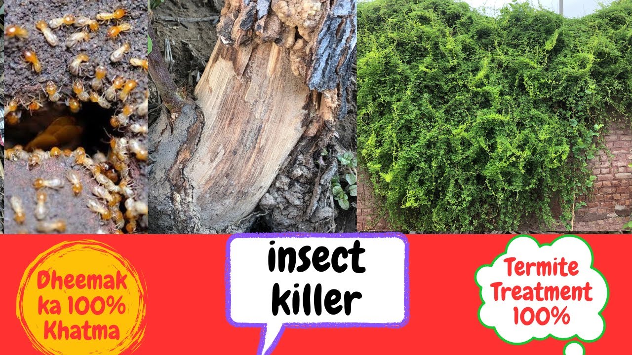 Deemak ka khatma | Termite Treatment | Seenkh ka khatma - YouTube