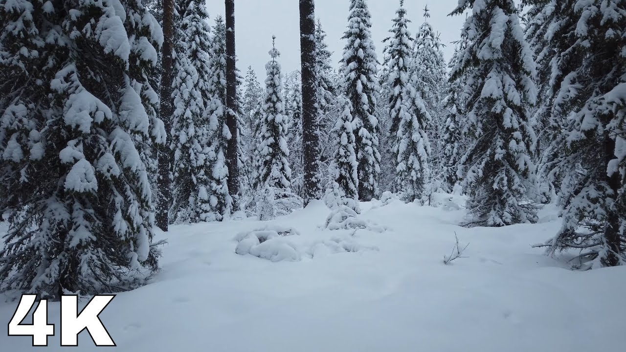 Winter Forest Walking in Snow in Finland - YouTube