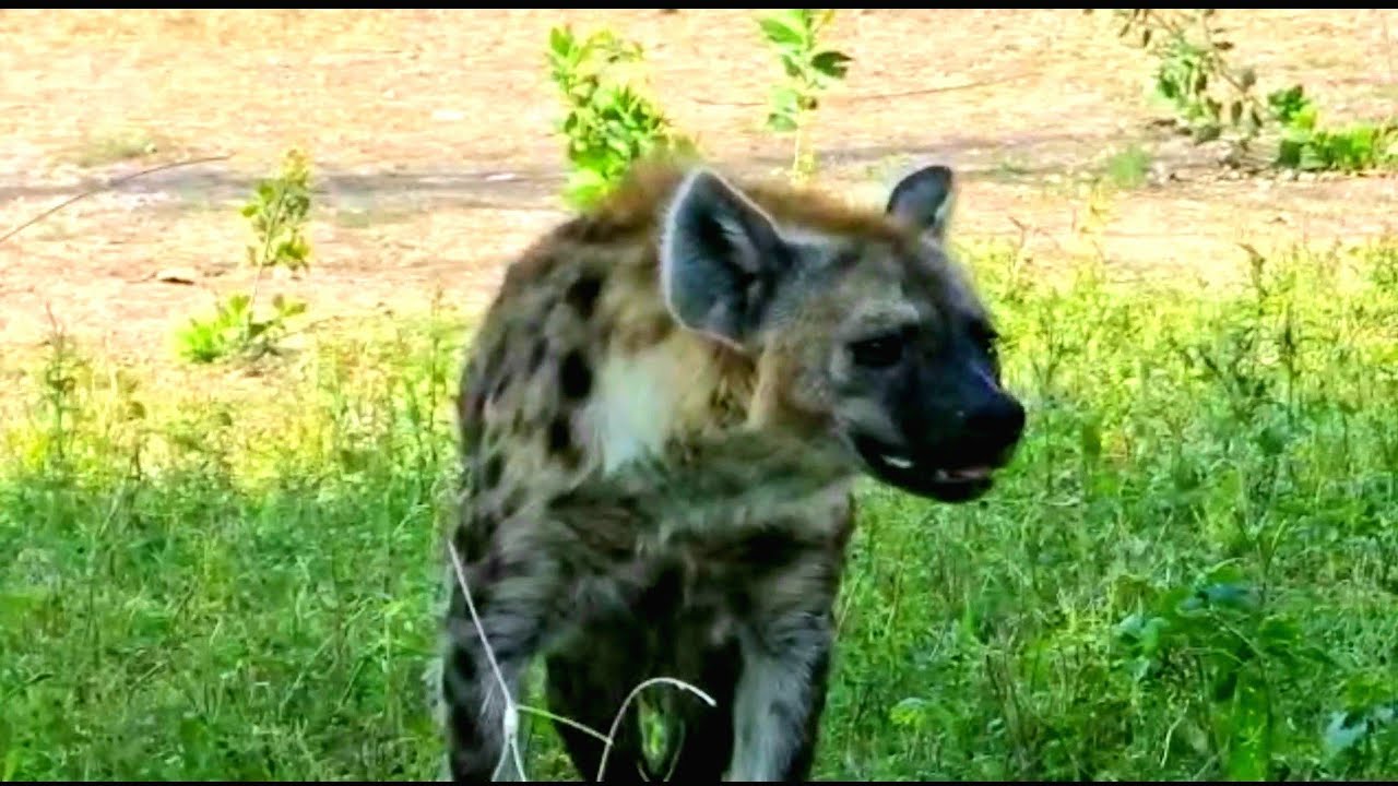 Hungry Hyena Looking for Hunt - YouTube