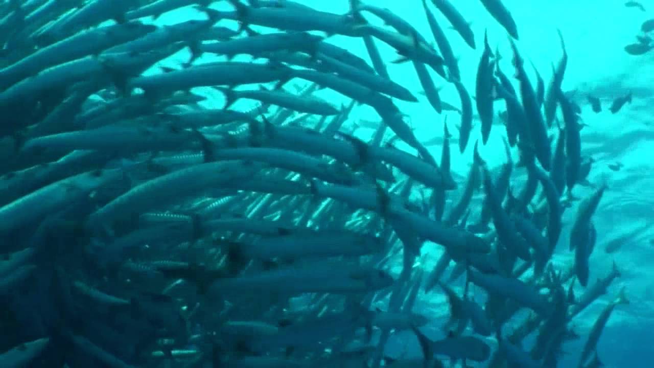 Barracuda Storm @ South Point Sipadan - YouTube