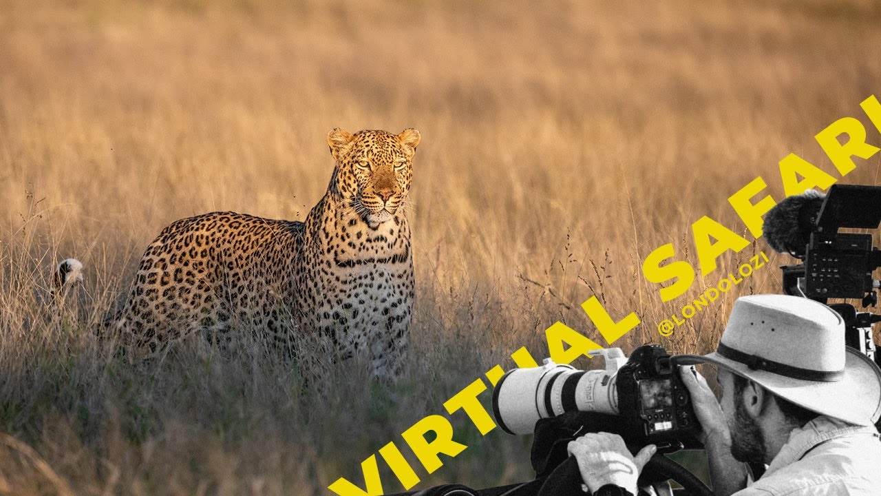 Virtual Safari: Ultimate Game Drive Highlights #84- Londolozi TV - YouTube