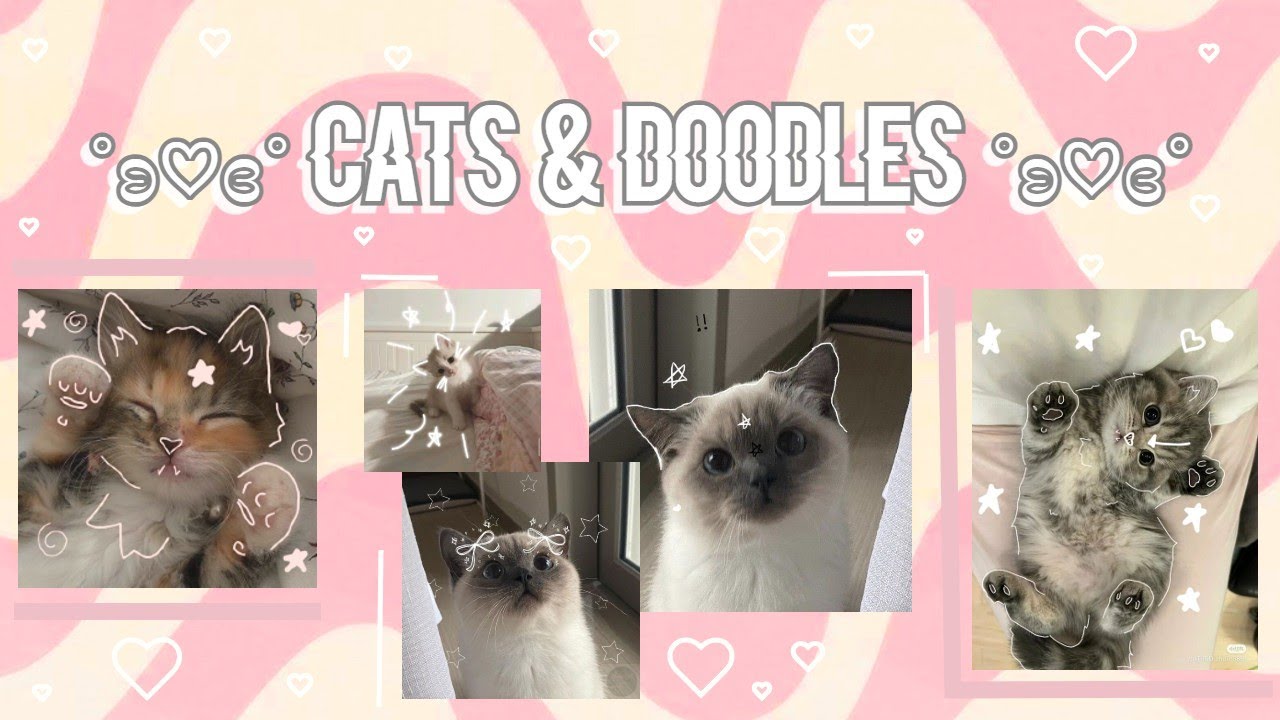 cats & doodles decal ids | roblox - YouTube