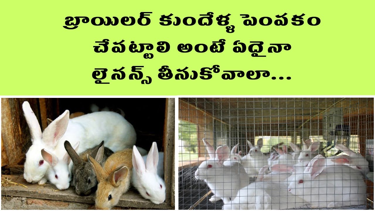 Rabbit farming License and certificates details - YouTube