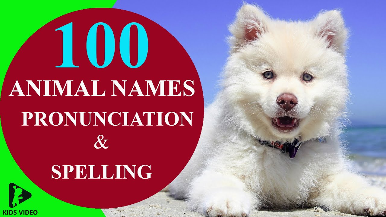 English Animal Names: How to Spell & Pronounce Them #Animalnamespelling ...