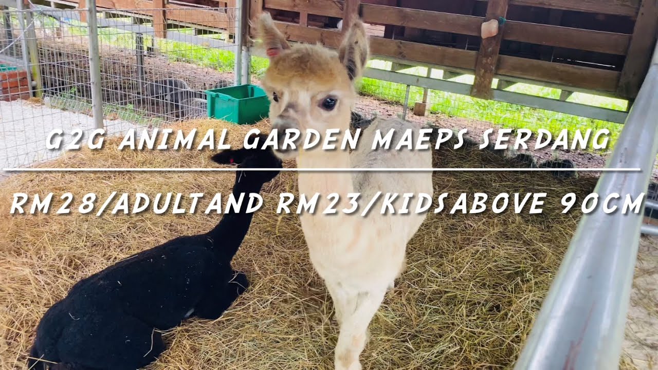 #Vlog25 G2G Animal Garden Maeps Serdang sangat value for money! Please ...