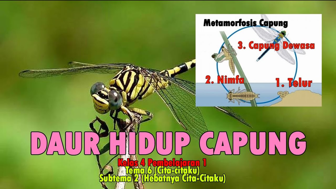 DAUR HIDUP CAPUNG | KELAS 4 TEMA 6 - YouTube