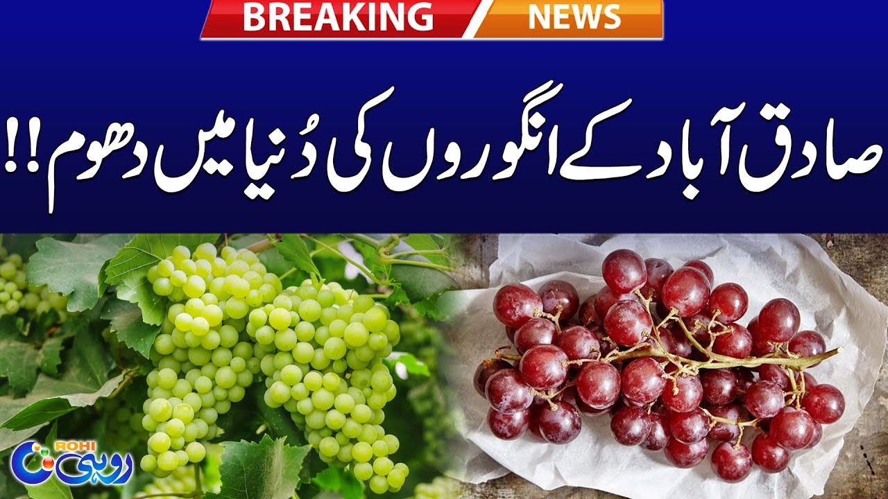Sadiqabad Grapes Got Famous In Pakistan l Rohi - YouTube