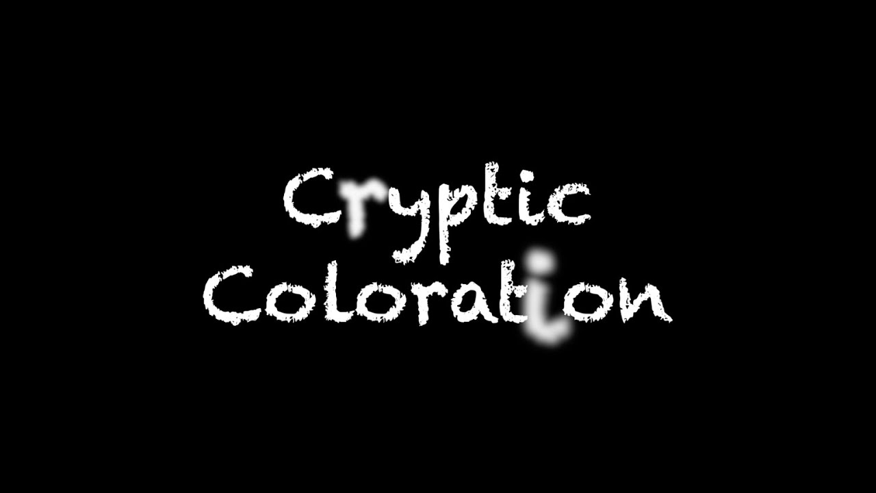 Quatch Trek: Cryptic Coloration - YouTube