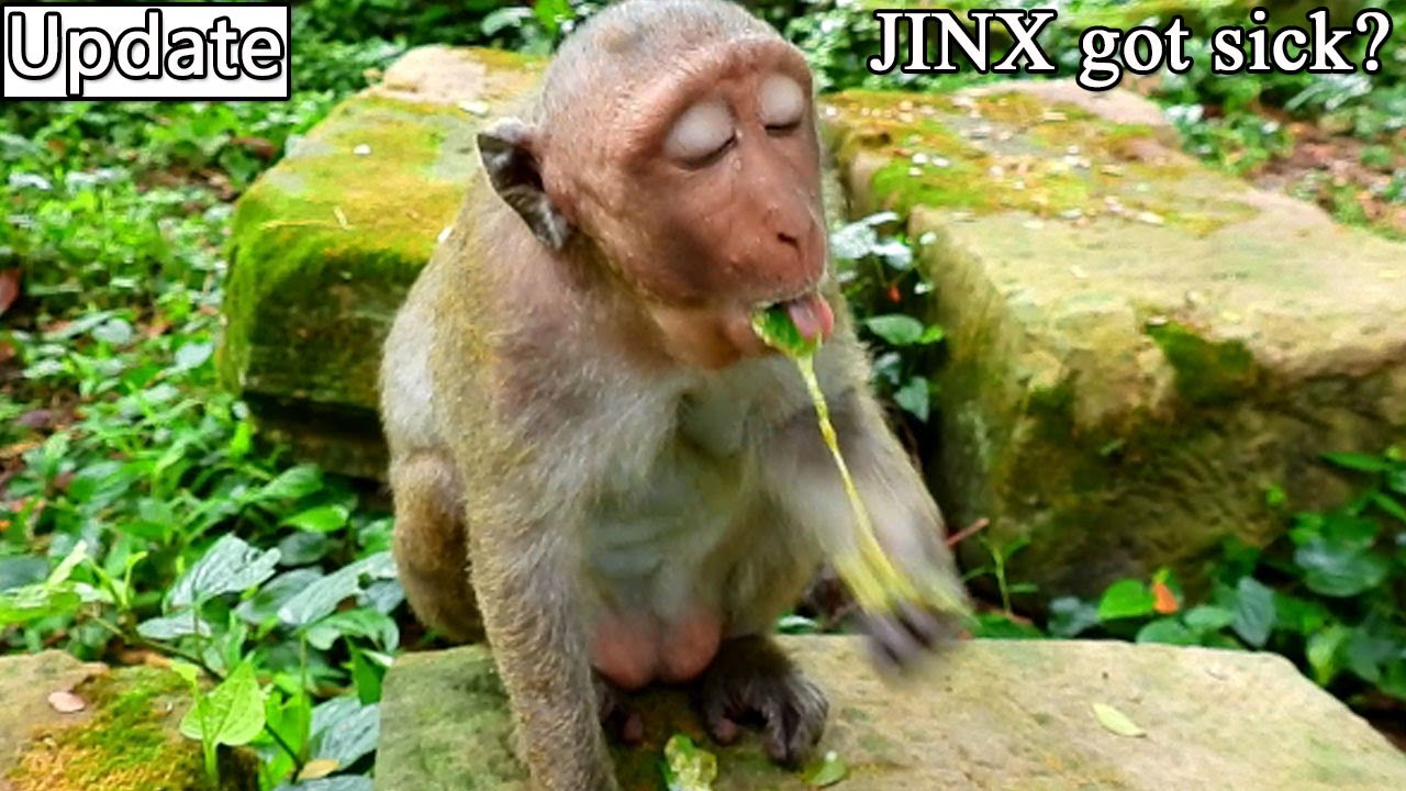 JINX get pregnant? OMG JINX why like this? Poor JINX eating p-oisoning ...