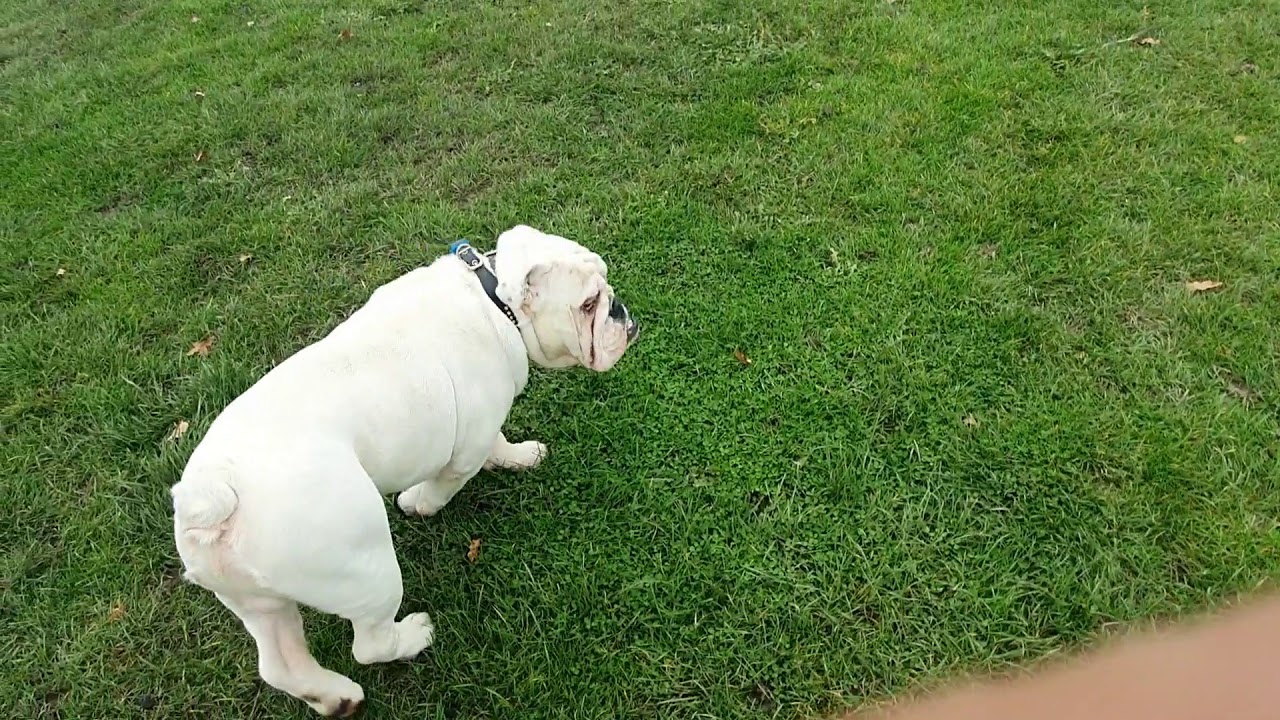 Thor & Bronson. English Bulldog Training - YouTube