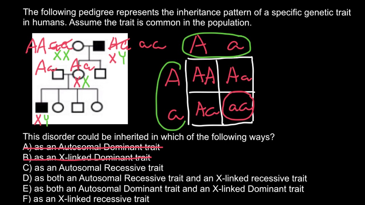 How to analyze and solve pedigree problems fast and easy 2 - YouTube