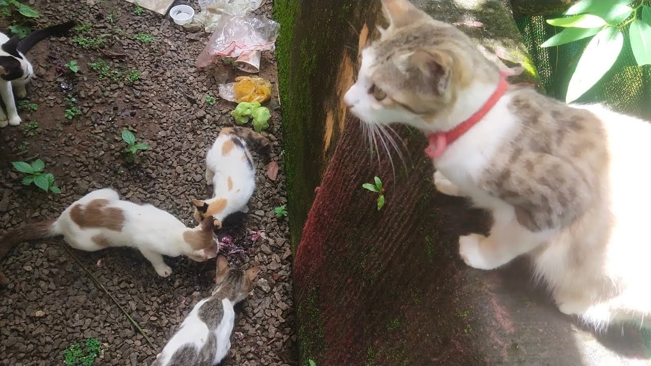 my cats / five cats / adamseravlogs - YouTube