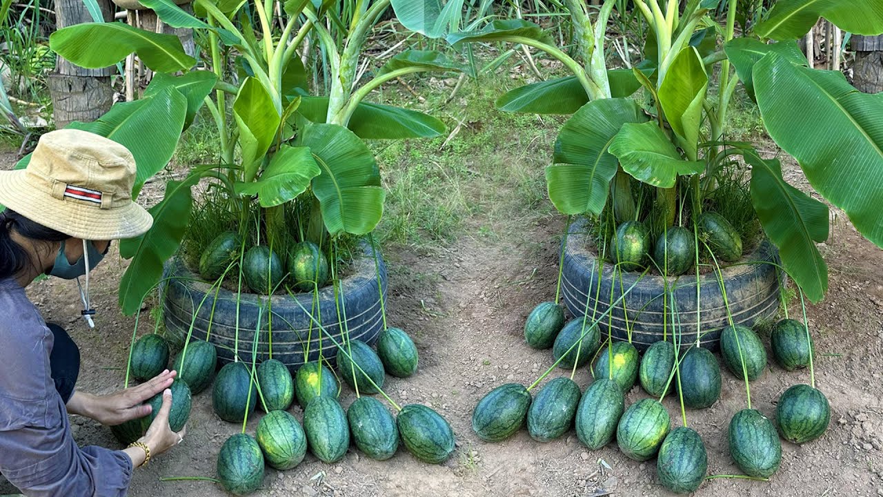 Using this method can grow Banana trees with watermelon fruit to get ...