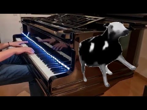 Dancing Polish Cow on Piano - YouTube