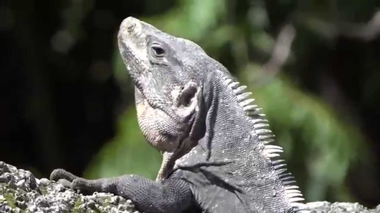 Iguana Lizards at Mayan Ruins - YouTube