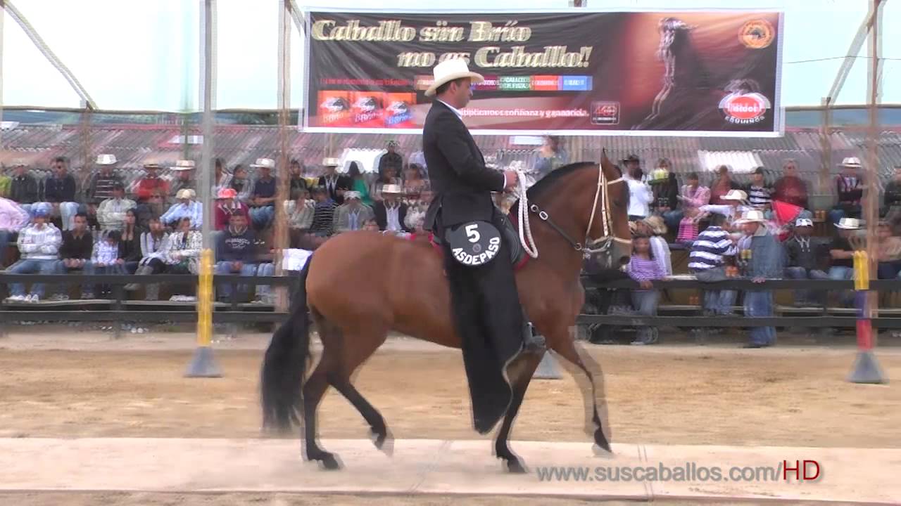 Gran Campeonato Yeguas Trote y Galope Propietarios Asdepaso 2011 - YouTube