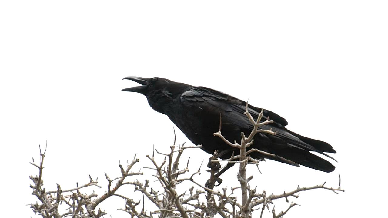 Raven Call - YouTube