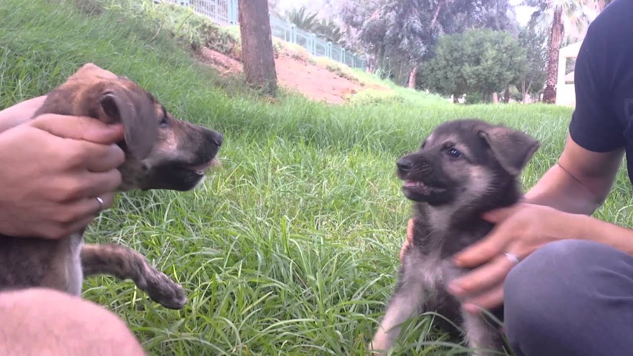 German Shepherd (Little dogs fighting HD) - YouTube