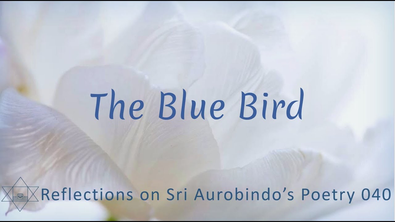 The Blue Bird | SAP 40 - YouTube