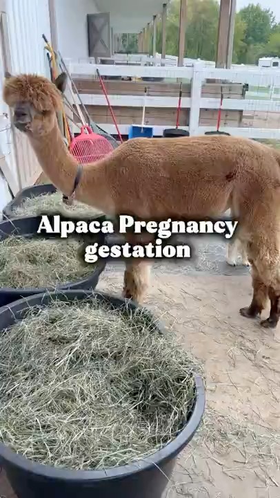 Alpacas pregnancy gestation period #alpacas #animals #animallovers # ...