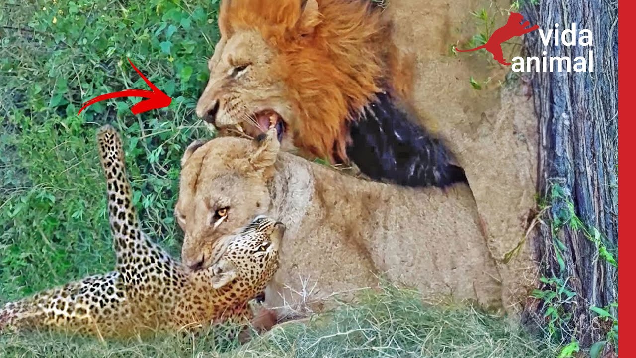 LEOA MATA LEOPARDO ENQUANTO LEÃO ACASALA COM ELA - VIDA ANIMAL - YouTube