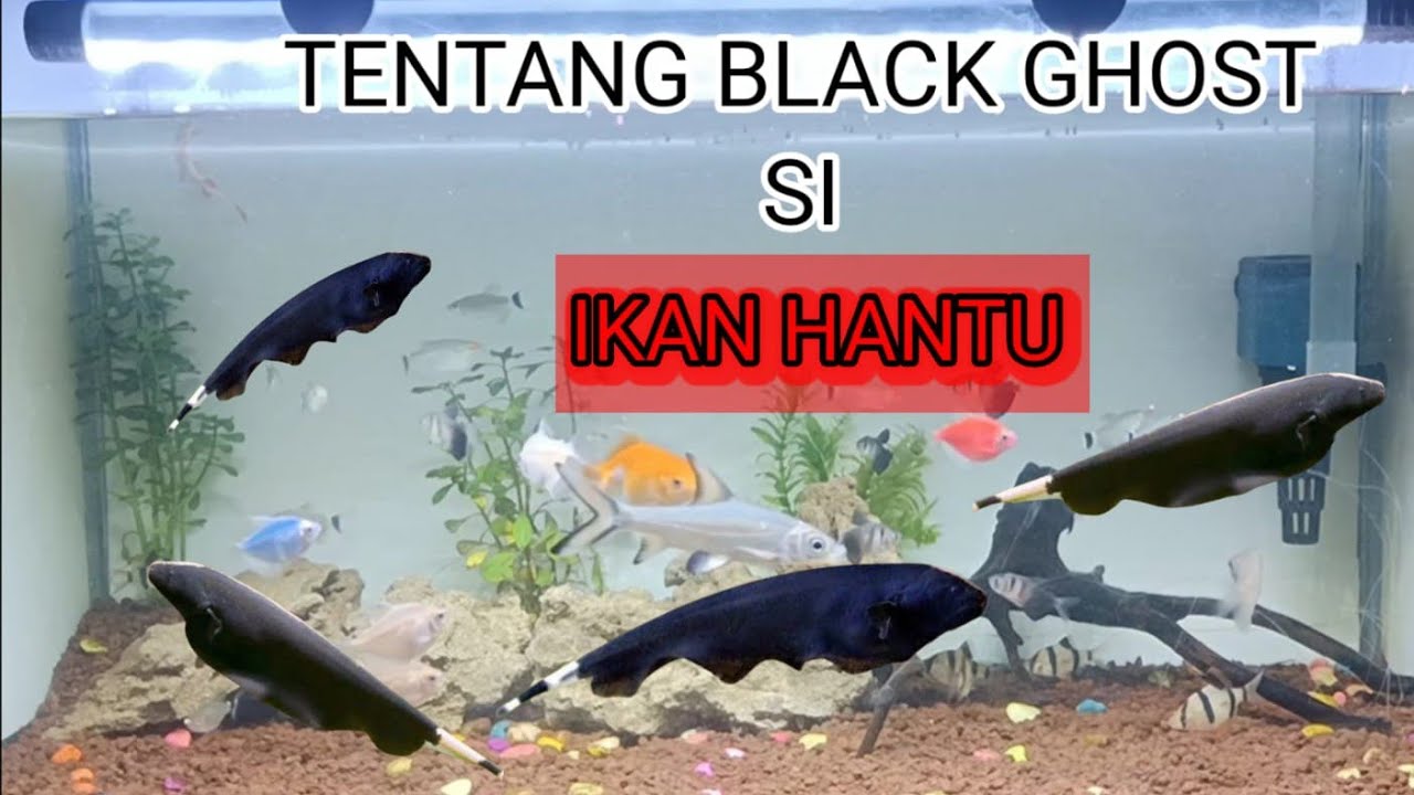 IKAN BLACK GHOST IKAN HIAS AIR TAWAR YANG MEMPUNYAI SUMBER ENERGI ...