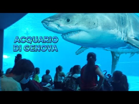 ACQUARIO DI GENOVA [Tour Completo] - YouTube