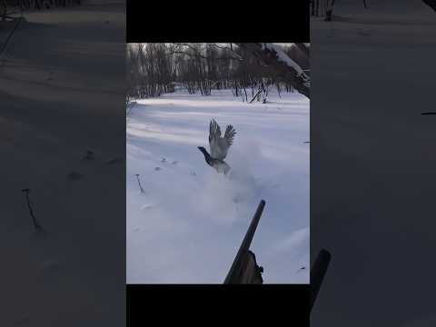 You Won’t Believe What Jumps Out of the Snow! #grousehunting #blackgrouse #hunting #охота #chasse