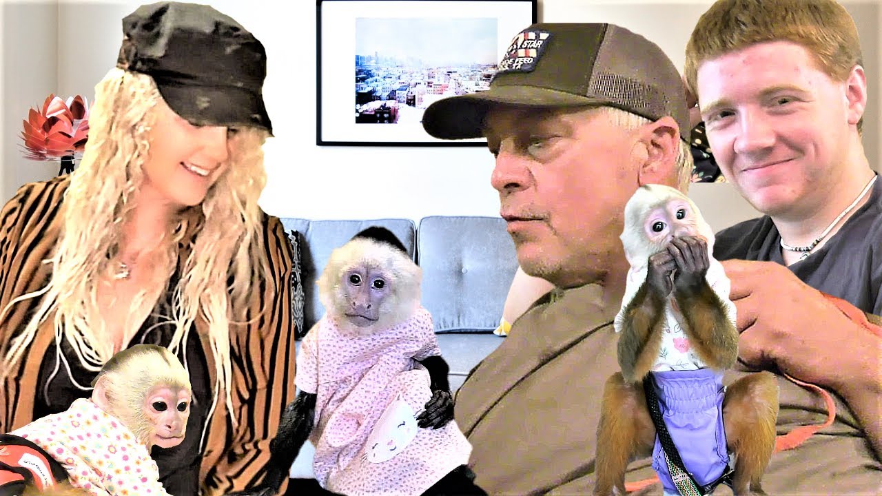 Daddy Dressed the Monkeys! | Too Cute! | Capuchin Monkey | Cinnamon ...
