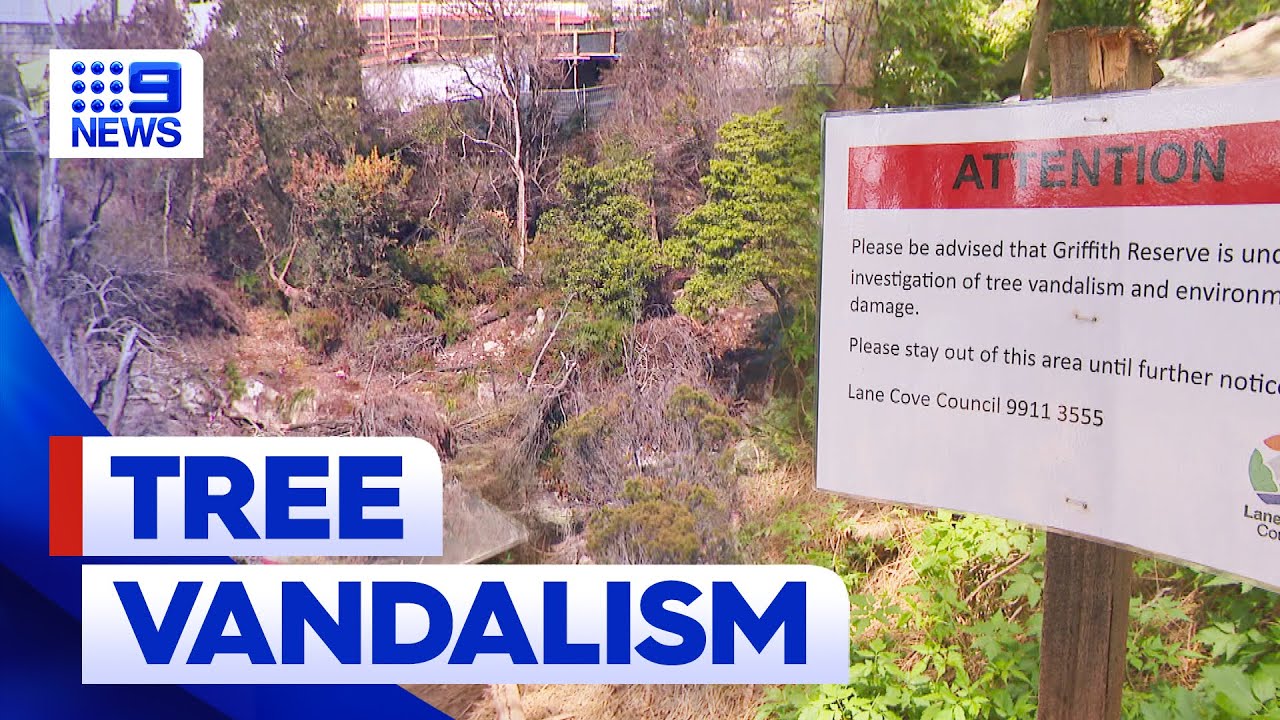 Councils unite to stop illegal tree vandalism in Luxury suburbs | 9 ...