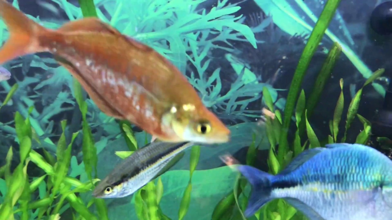 New Surprises+New Additions In The 55 Gallon Planted Rainbowfish Tank ...