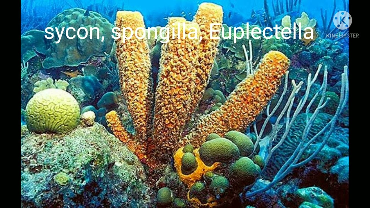 Spongilla